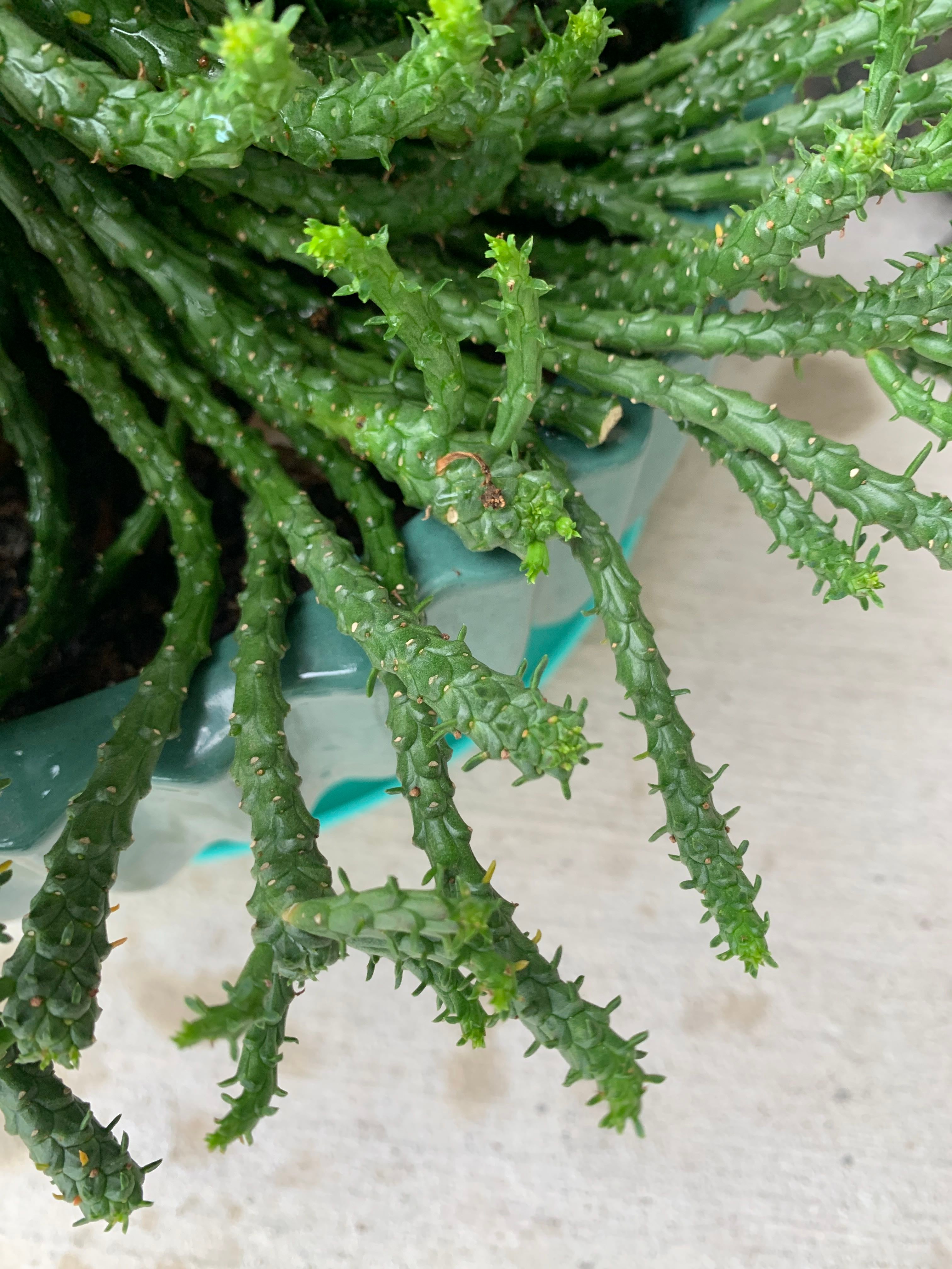 devil's backbone Plant Care: Water, Light, Nutrients | Greg App 🌱