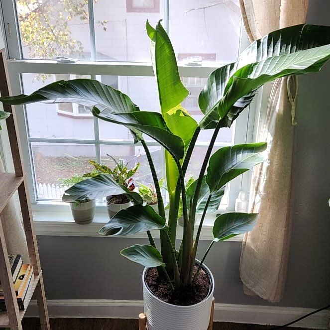 Zeus | A plant by @SecureCoralpea on Greg