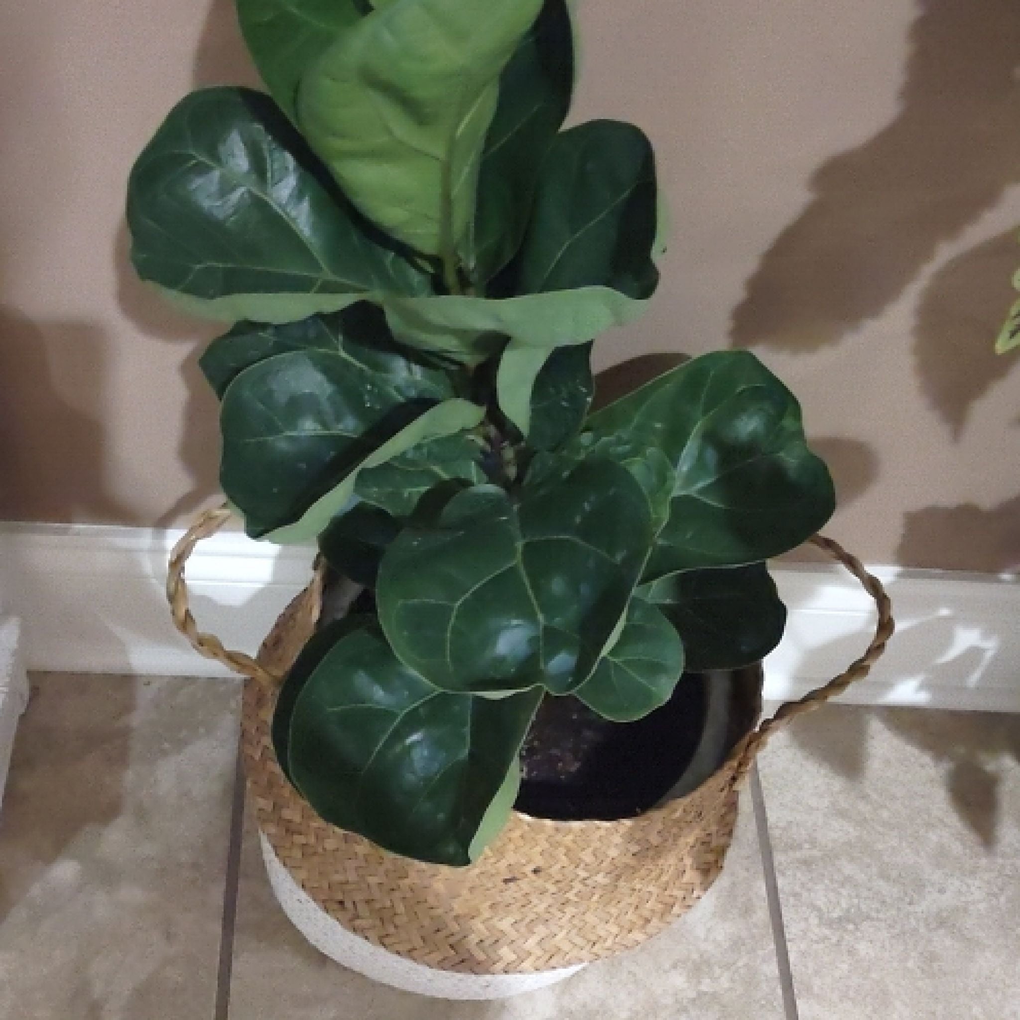 Remington | A plant by @GroundedKale on Greg