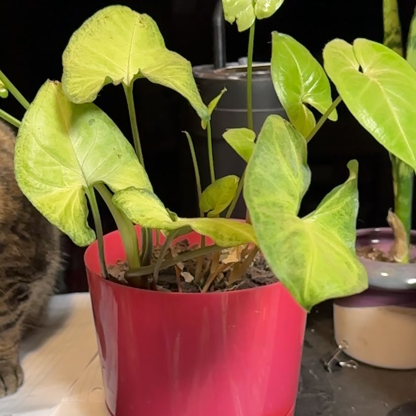 Rosa | A plant by @candace.est1995 on Greg