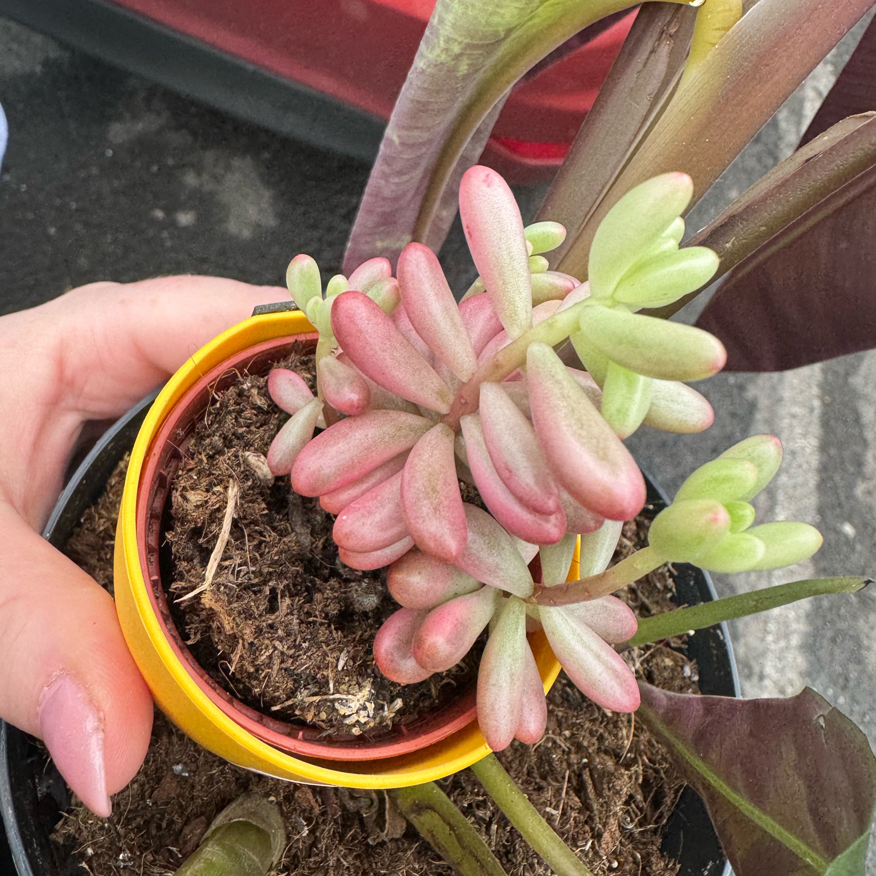 Tree Diddy | A plant by @ExpertMango on Greg