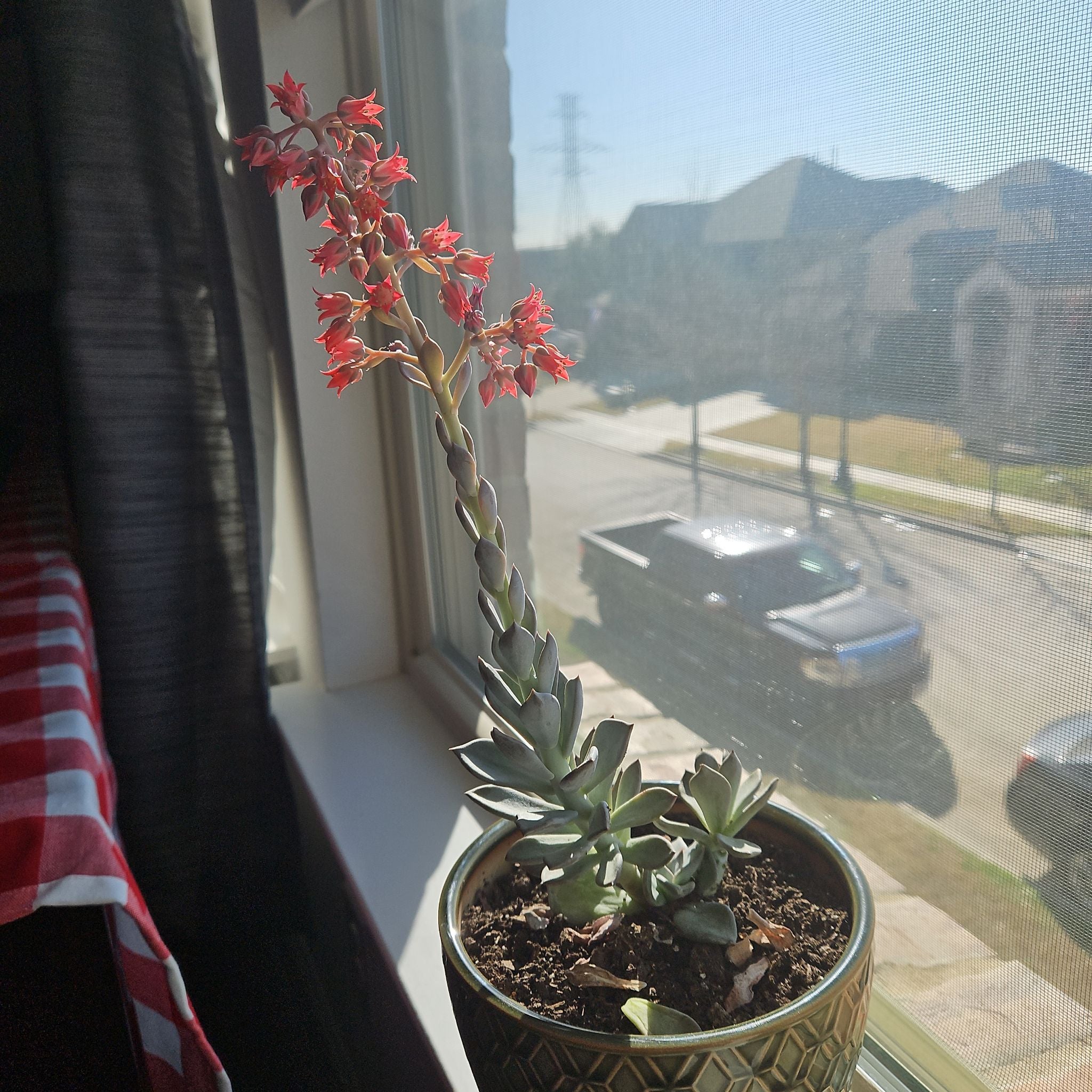 Gregarious | A plant by @Hunnibunni23 on Greg