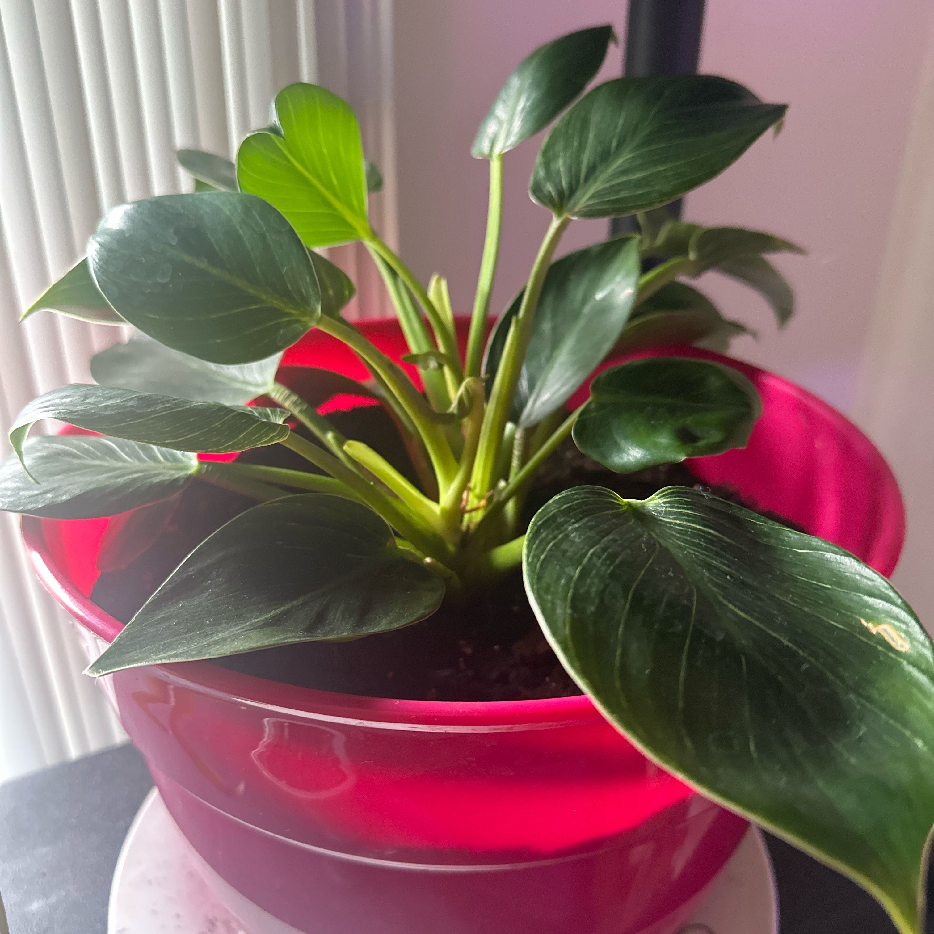 Gregarious | A plant by @ChampSucculent on Greg