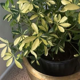 Xena | A plant by @UndefeatedDuwei on Greg