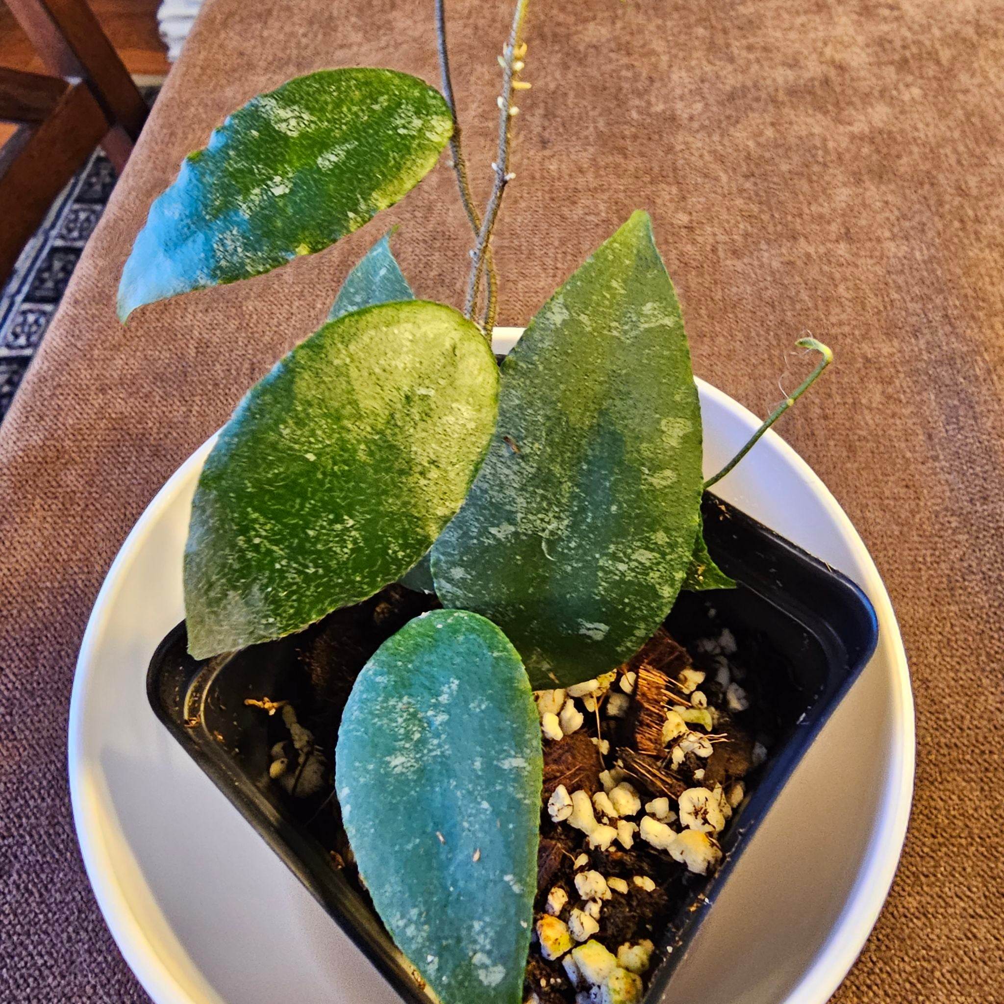 Symbolism and Benefits of the Hoya caudata 'Sumatra'