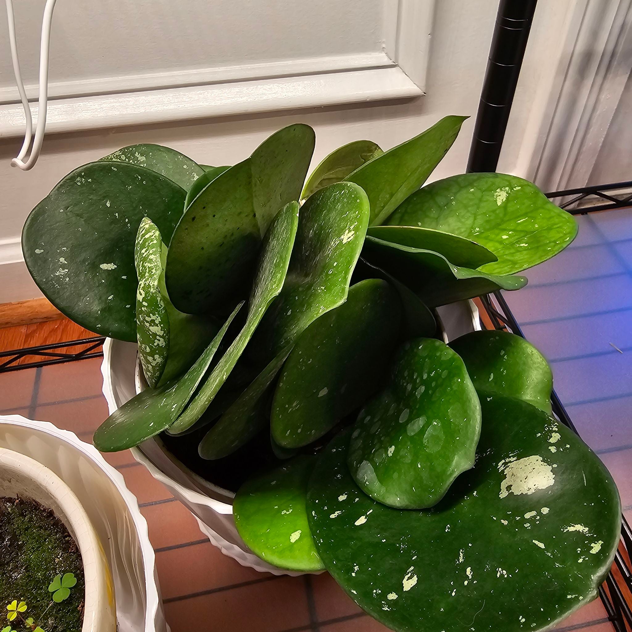 How Do I Fix hoya obovata 'splash' root rot?