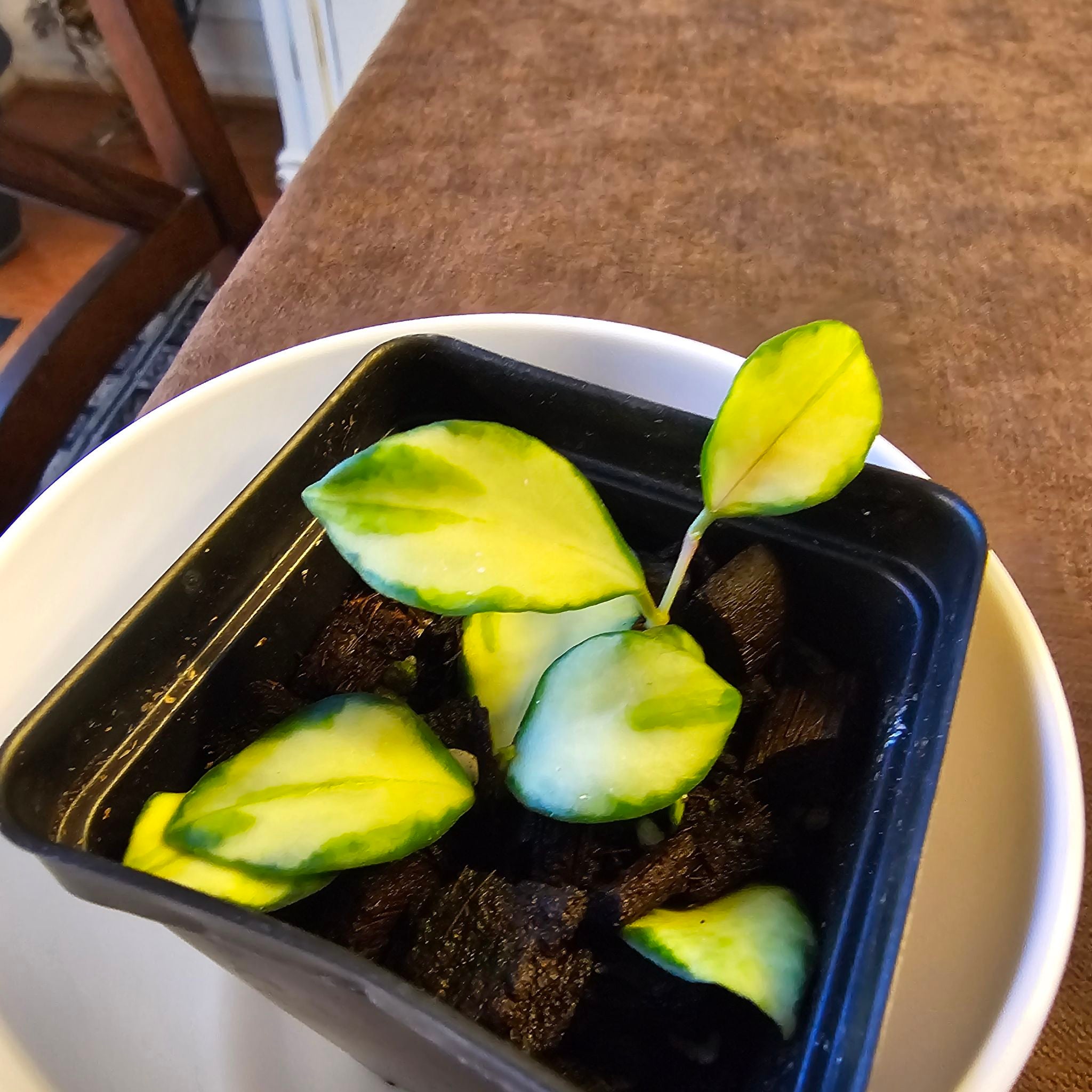 Variegated Hoya Heuschkeliana Humidity