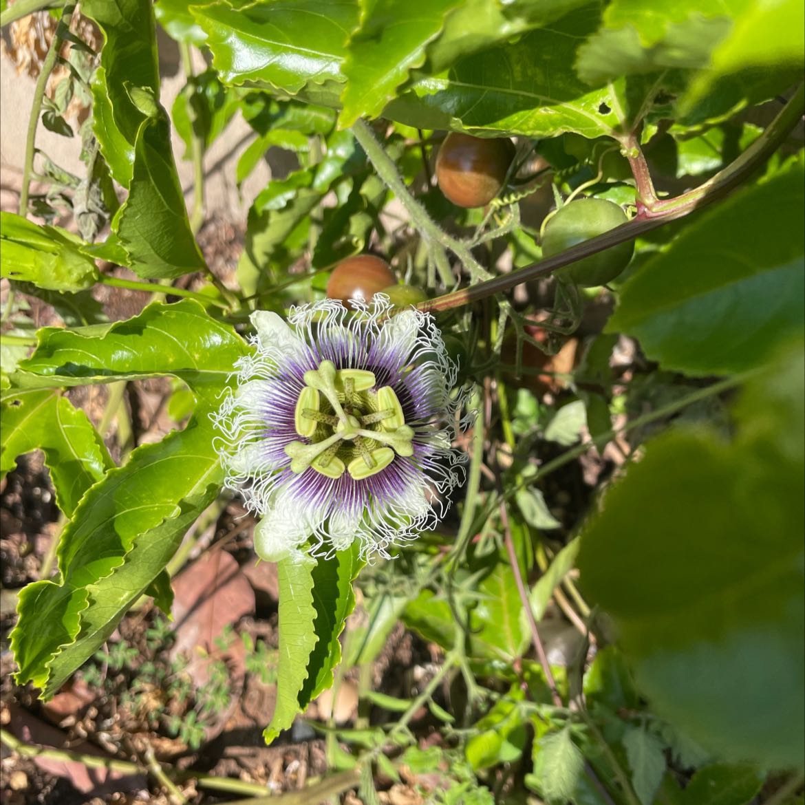 🍇 Why Is My Passion Fruit Dropping Leaves?