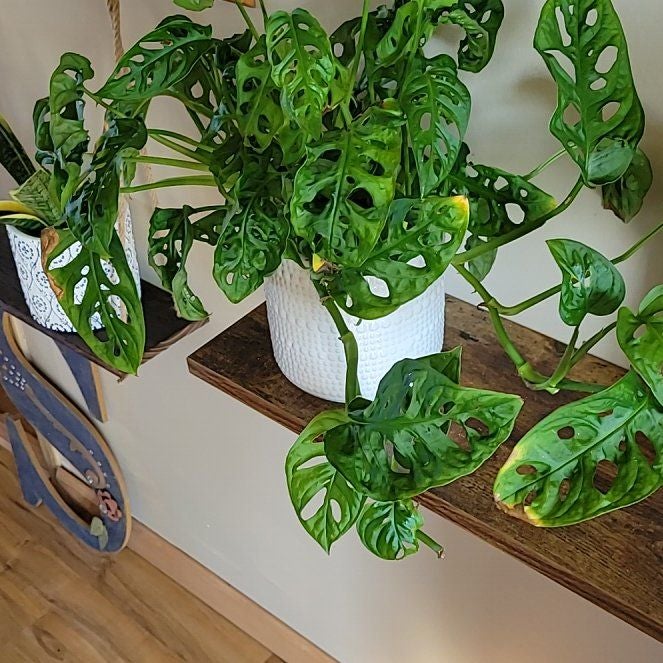 What Should You Do About Monstera 'Adansonii' Root Rot?