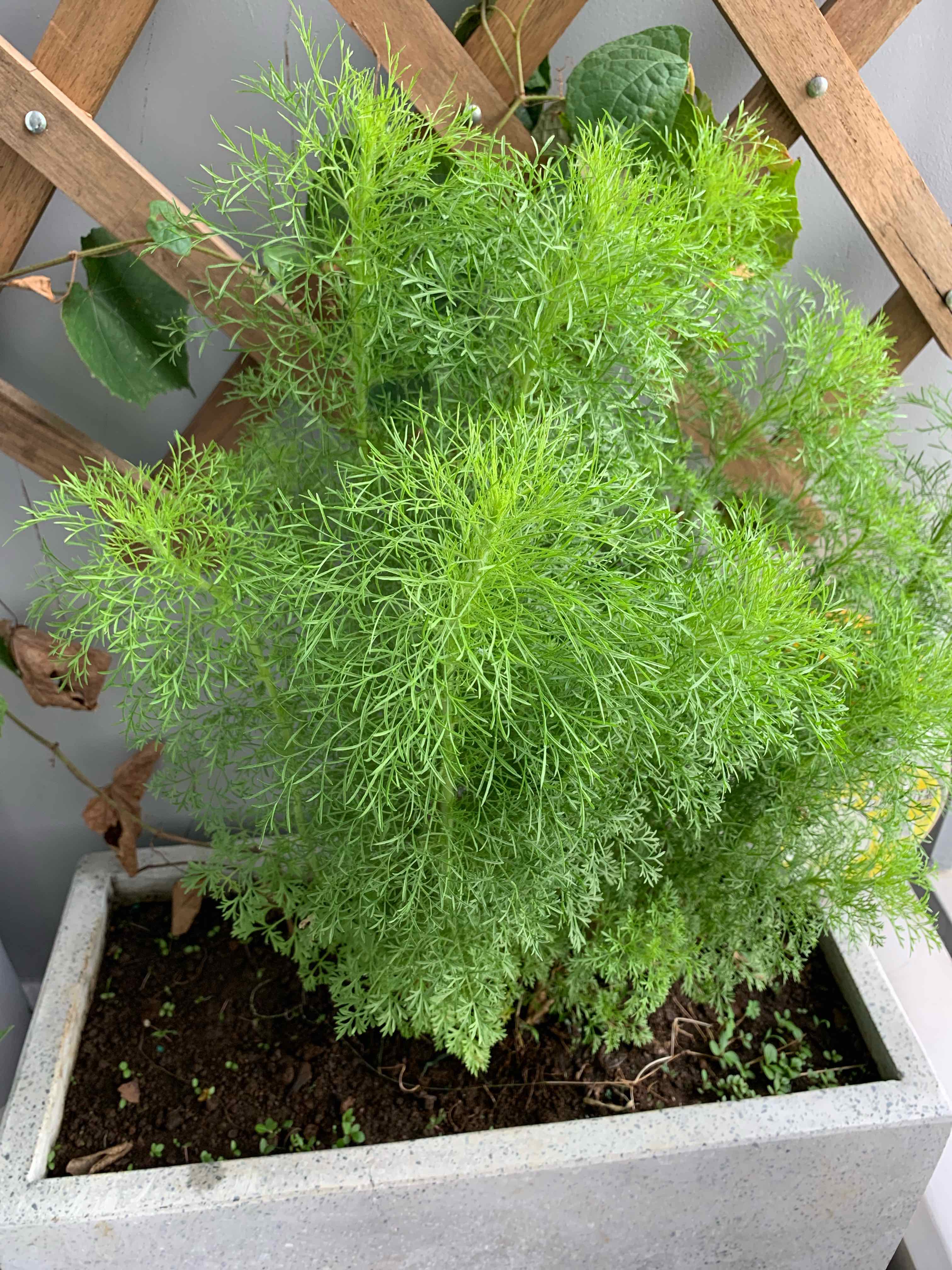 10 Advantages of Having a Dog Fennel