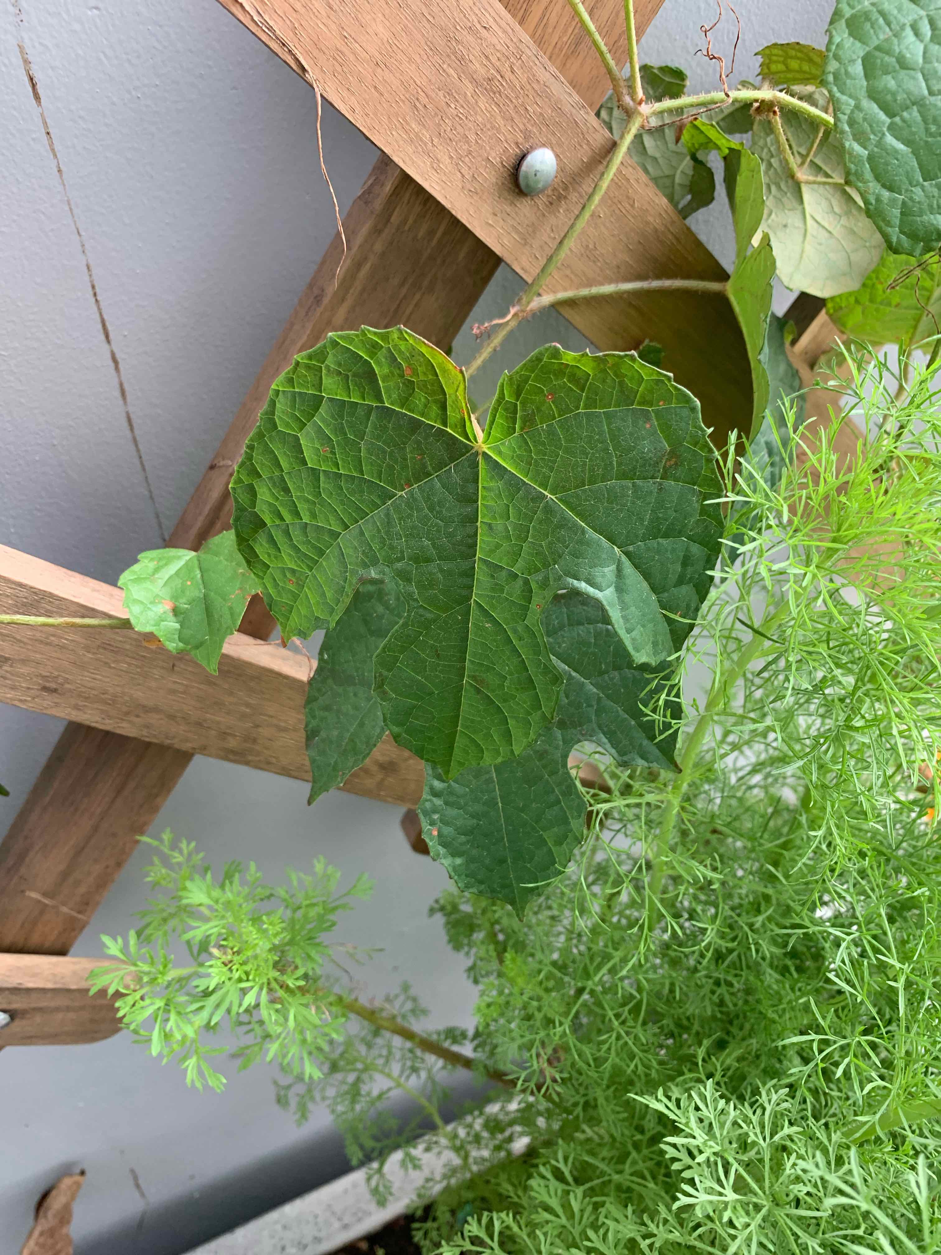 🍷 Why Are My Wine Grape Leaves Curling?