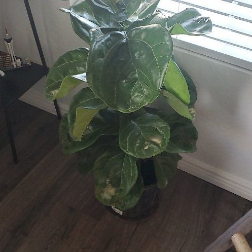 Zeus | A plant by @StrikingMangeao on Greg