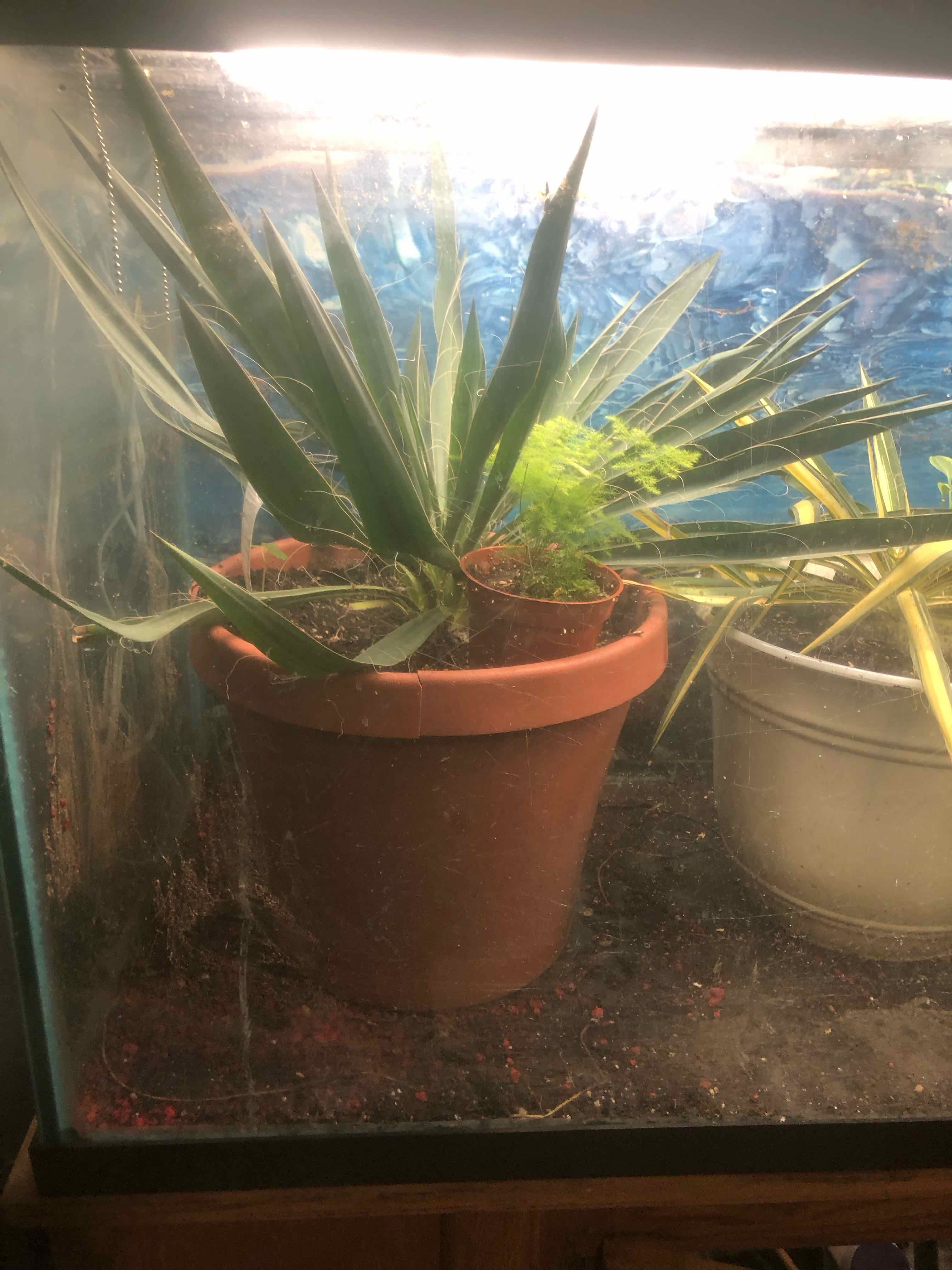 Why Are There Black Spots on My Adam's Needle Leaves?