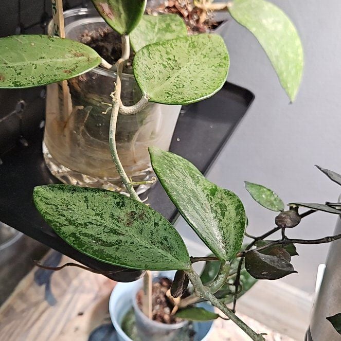 Hoya Rime splash Black Margin | A plant by @StarBostonfern on Greg