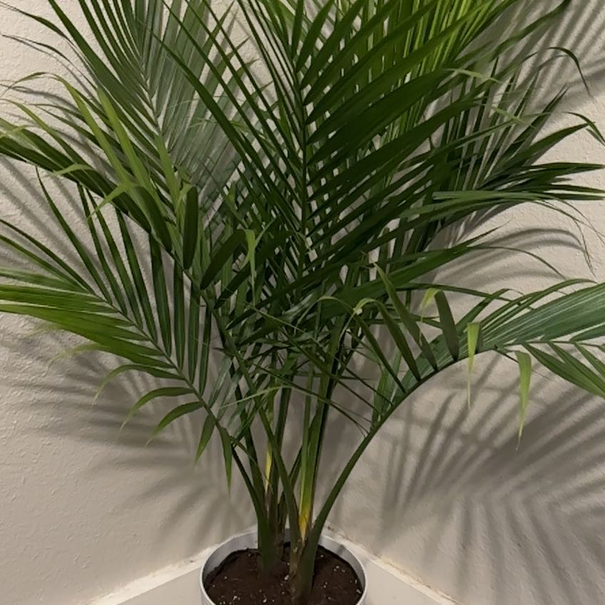 Zeus | A plant by @LastingRedsage on Greg