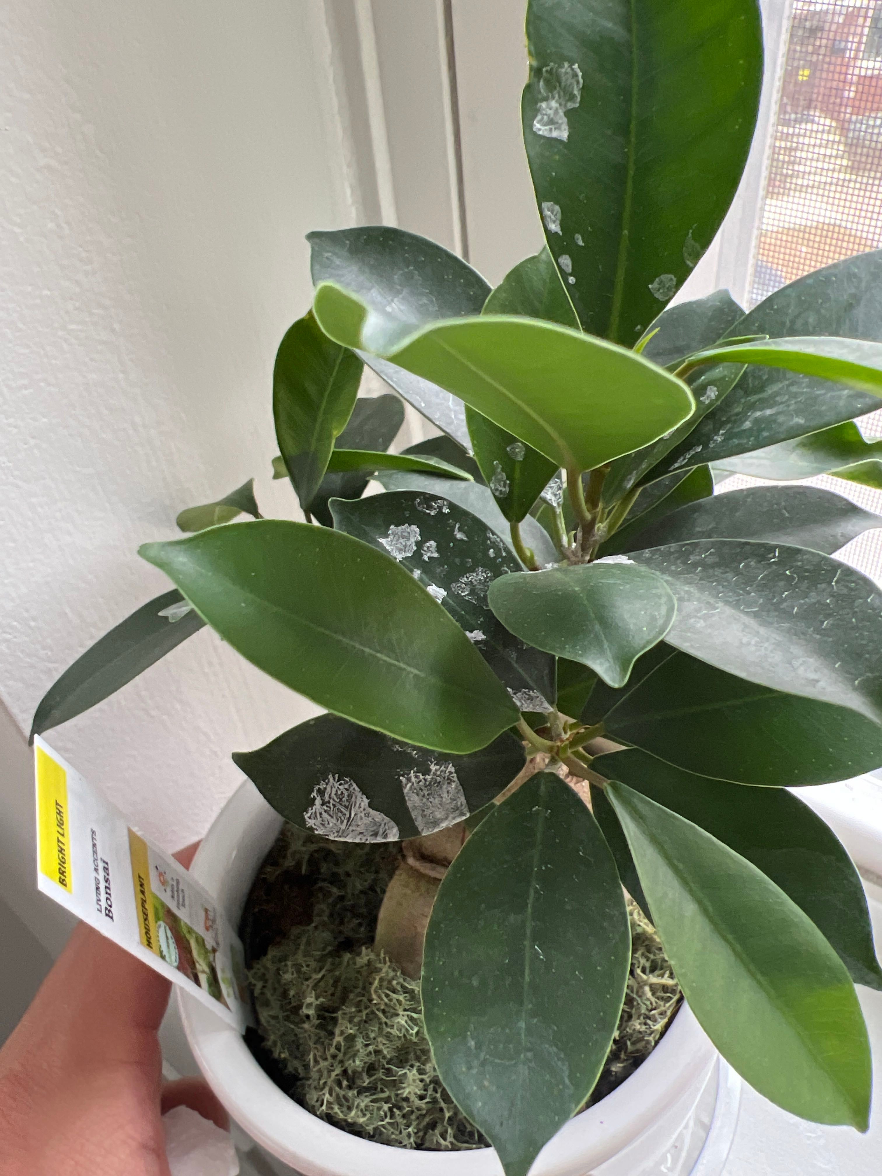 weeping fig Plant Care: Water, Light, Nutrients | Greg App 🌱