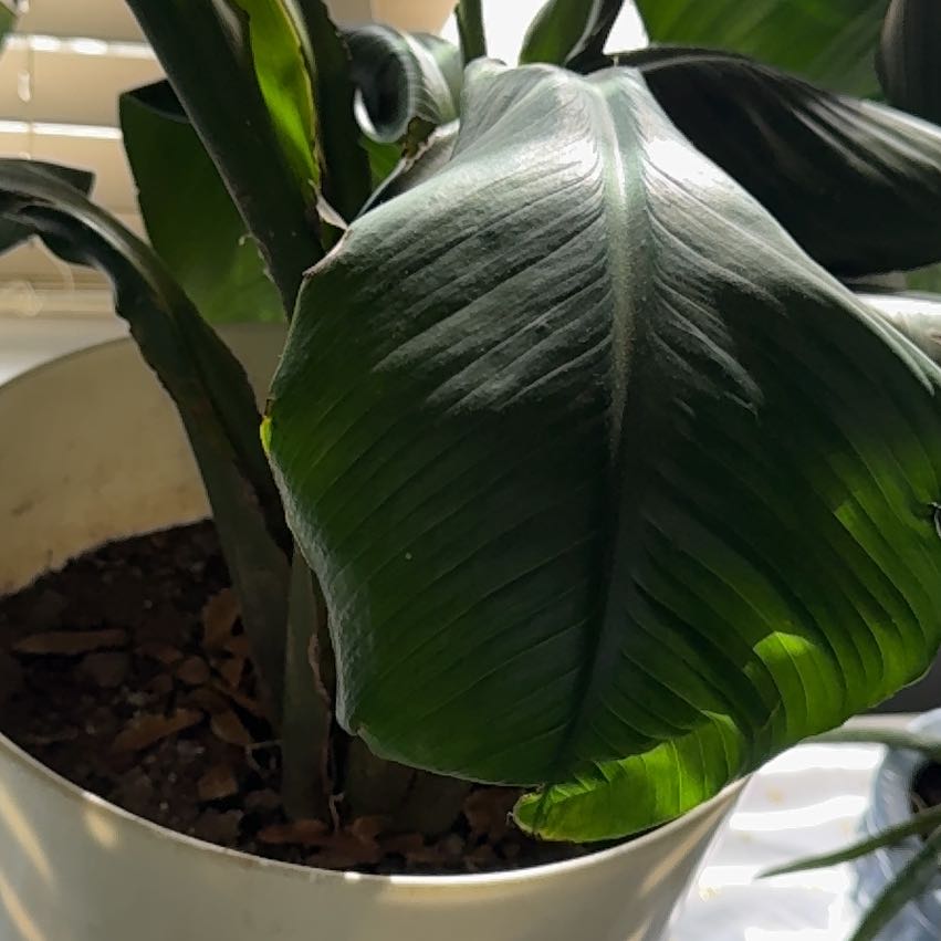 🍌 What Do I Do About Banana Root Rot?