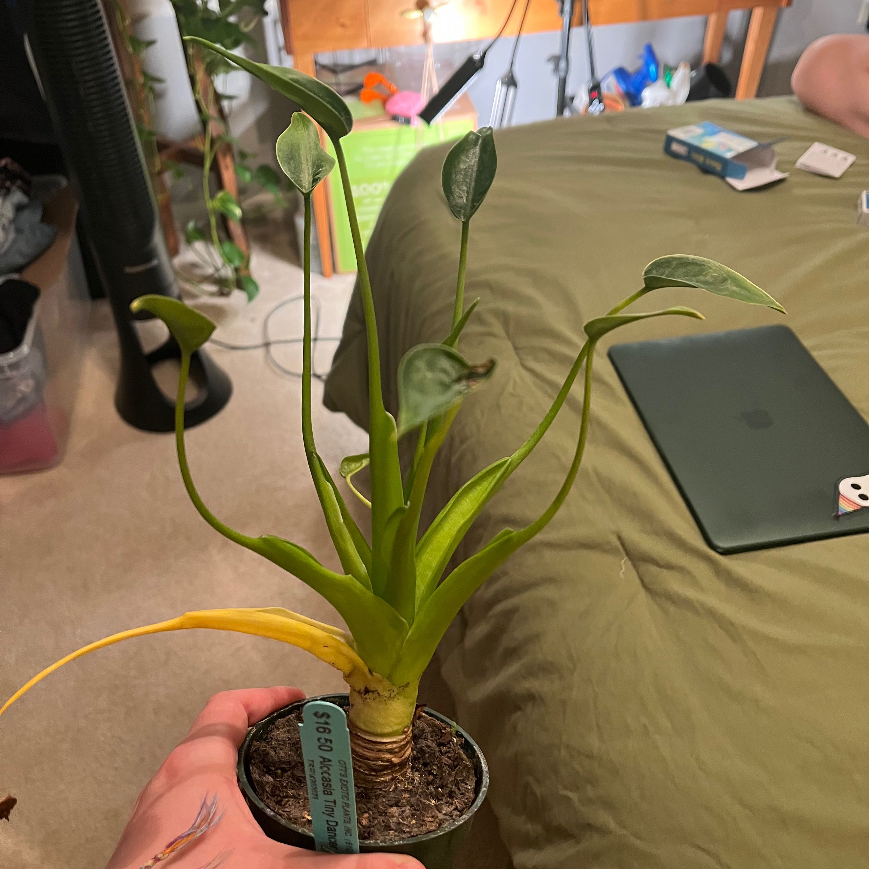 Why Are My Alocasia Tiny Dancer Leaves Turning Yellow?