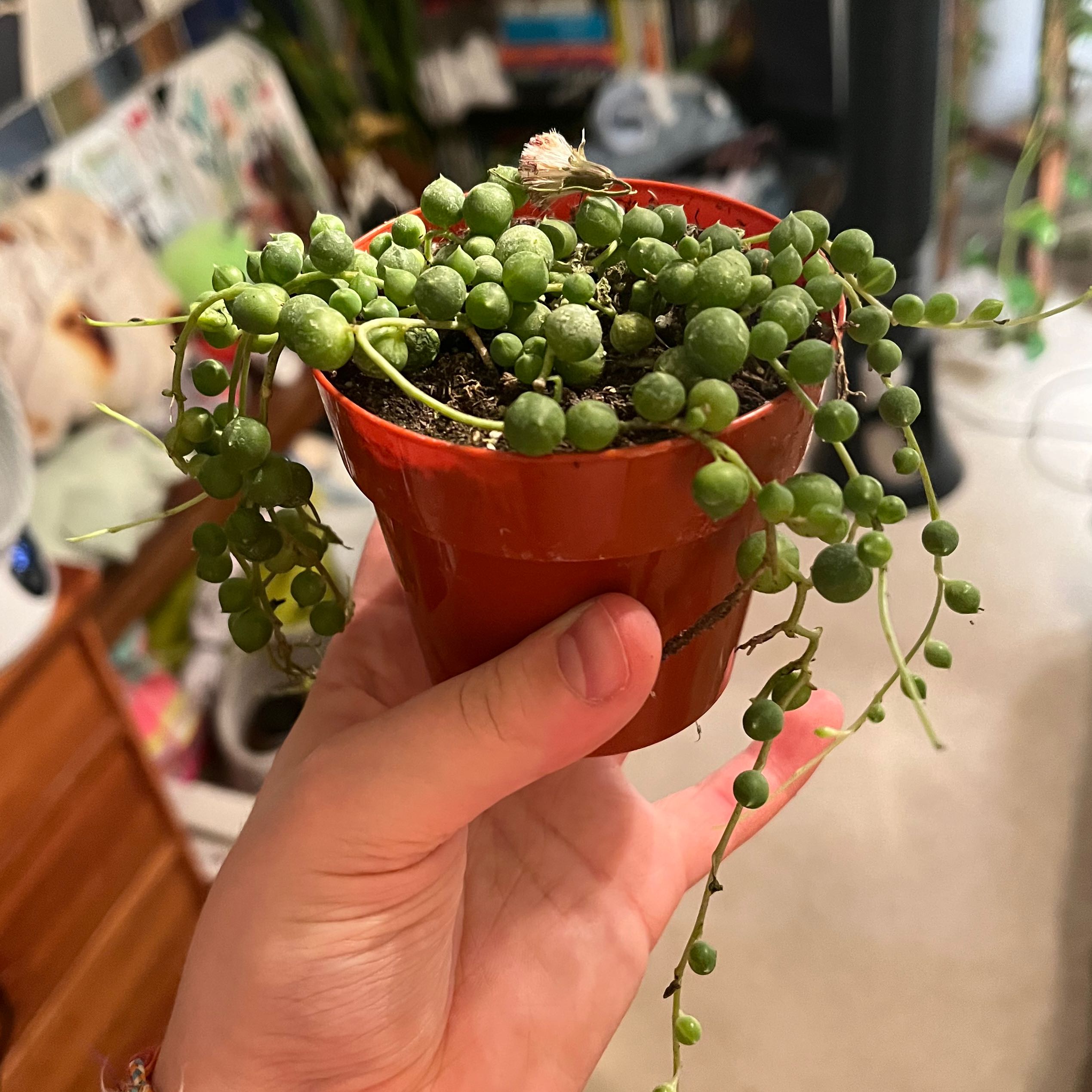 💧 How Do I Propagate My String of Tears?