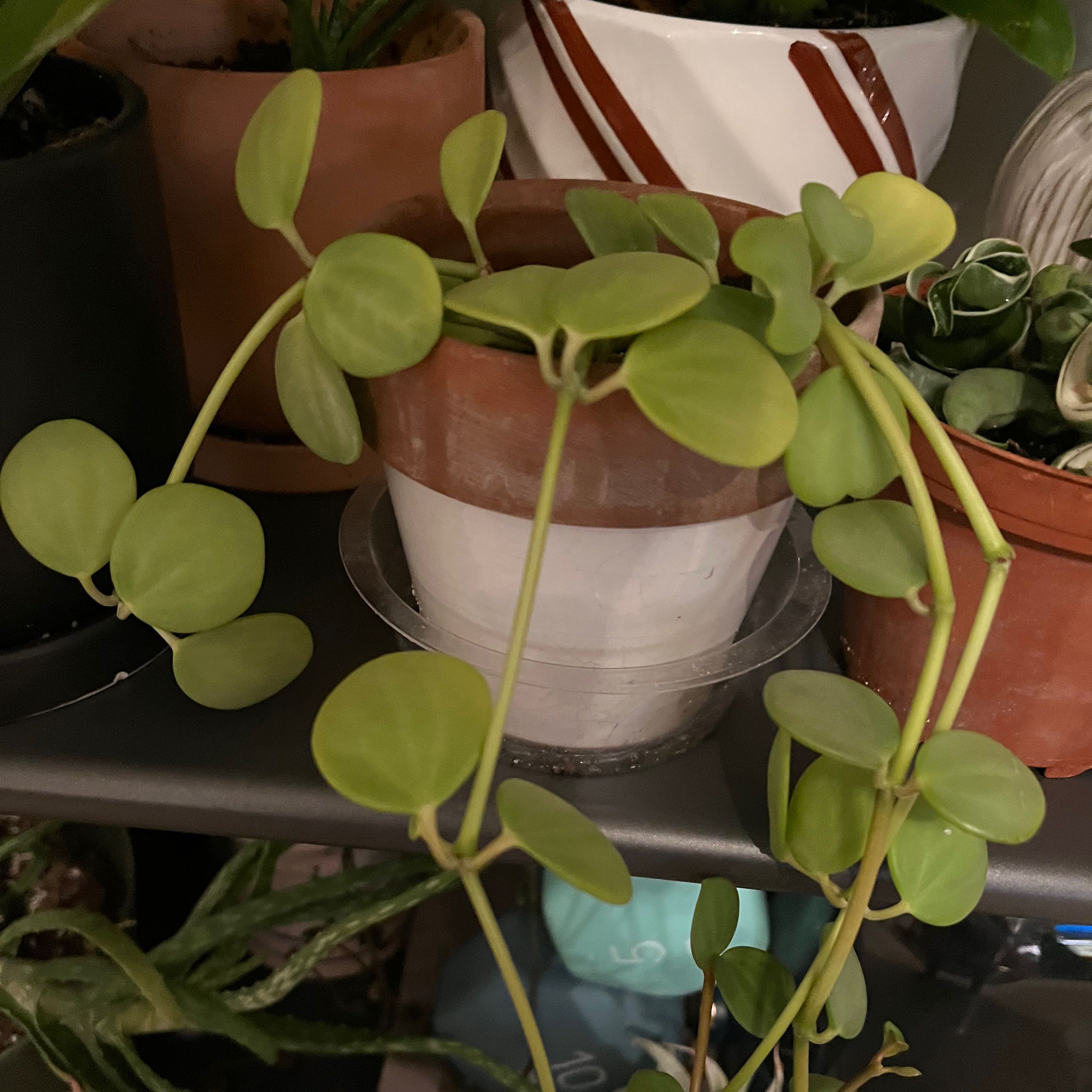 🔍 Why Are There Black Spots On My Peperomia 'hope' Leaves?