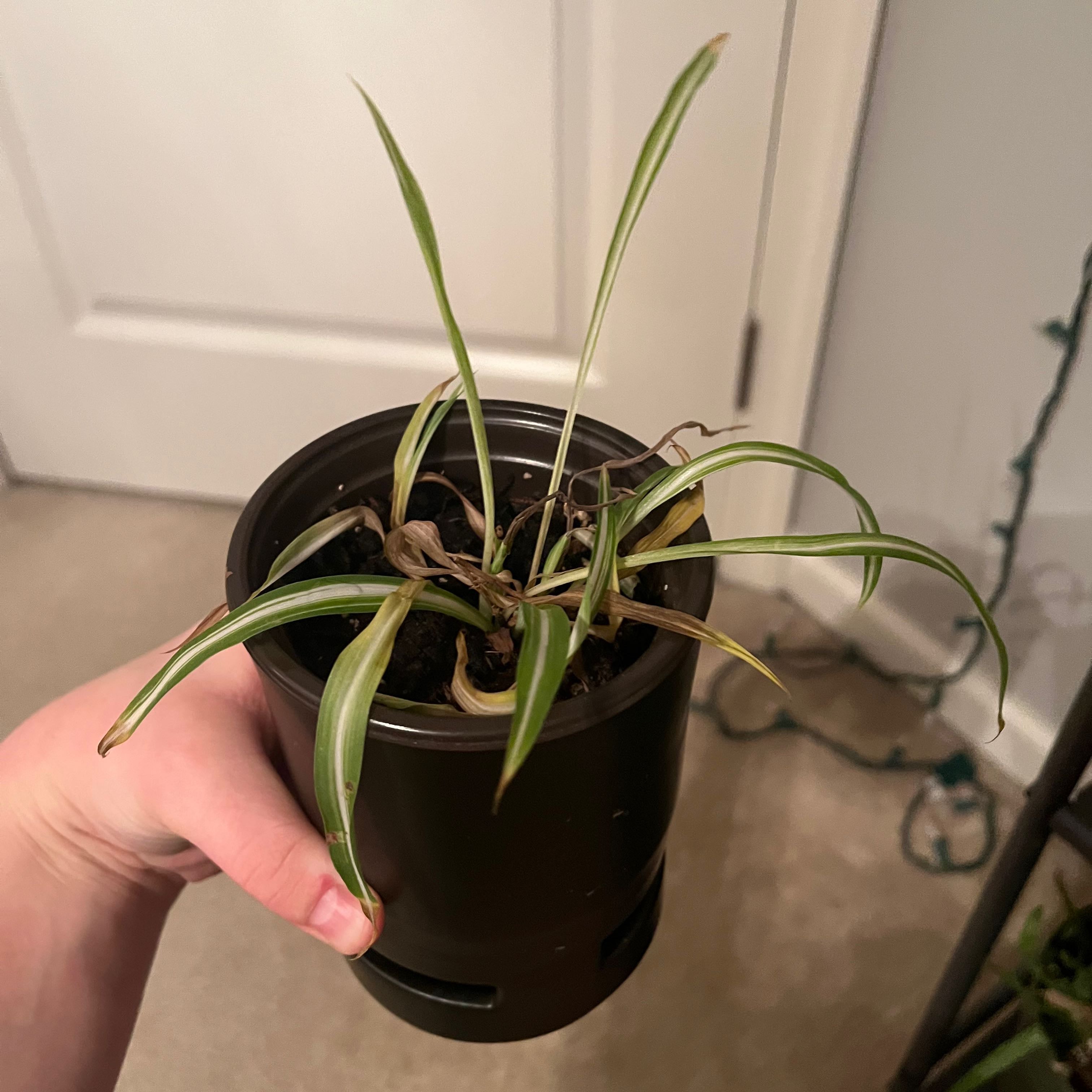 🕷 How Can You Tell If A Spider Plant Is Dying?