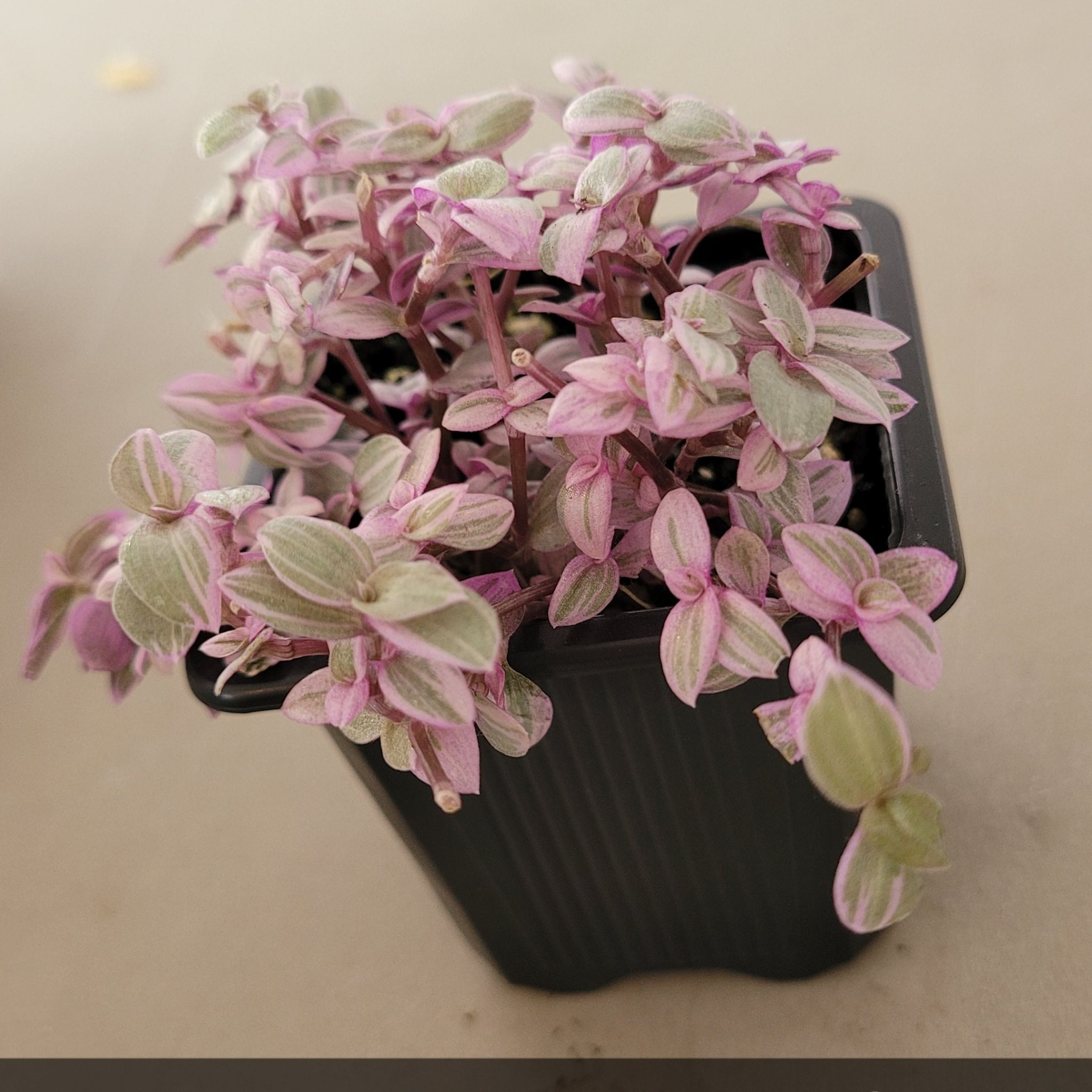 Jude | A plant by @PrizeCasimiroa on Greg