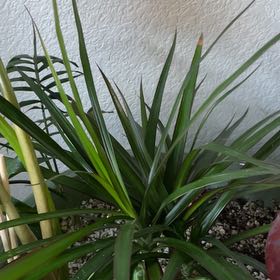 Dax | A plant by @FieryMarjoram on Greg