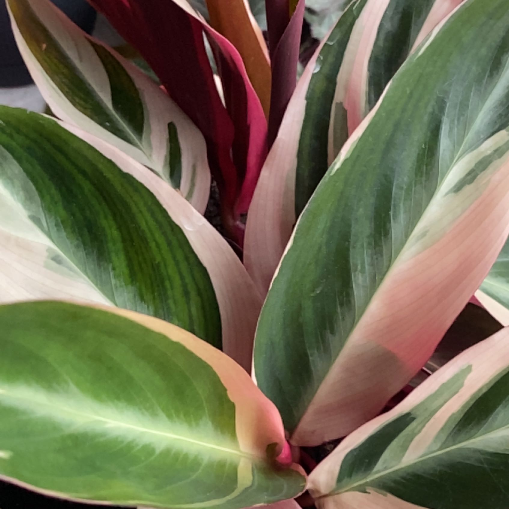 Captain Plant-it | A plant by @TycoonMonstera on Greg