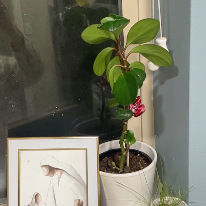 Marley | A plant by @SpotonPinetree on Greg