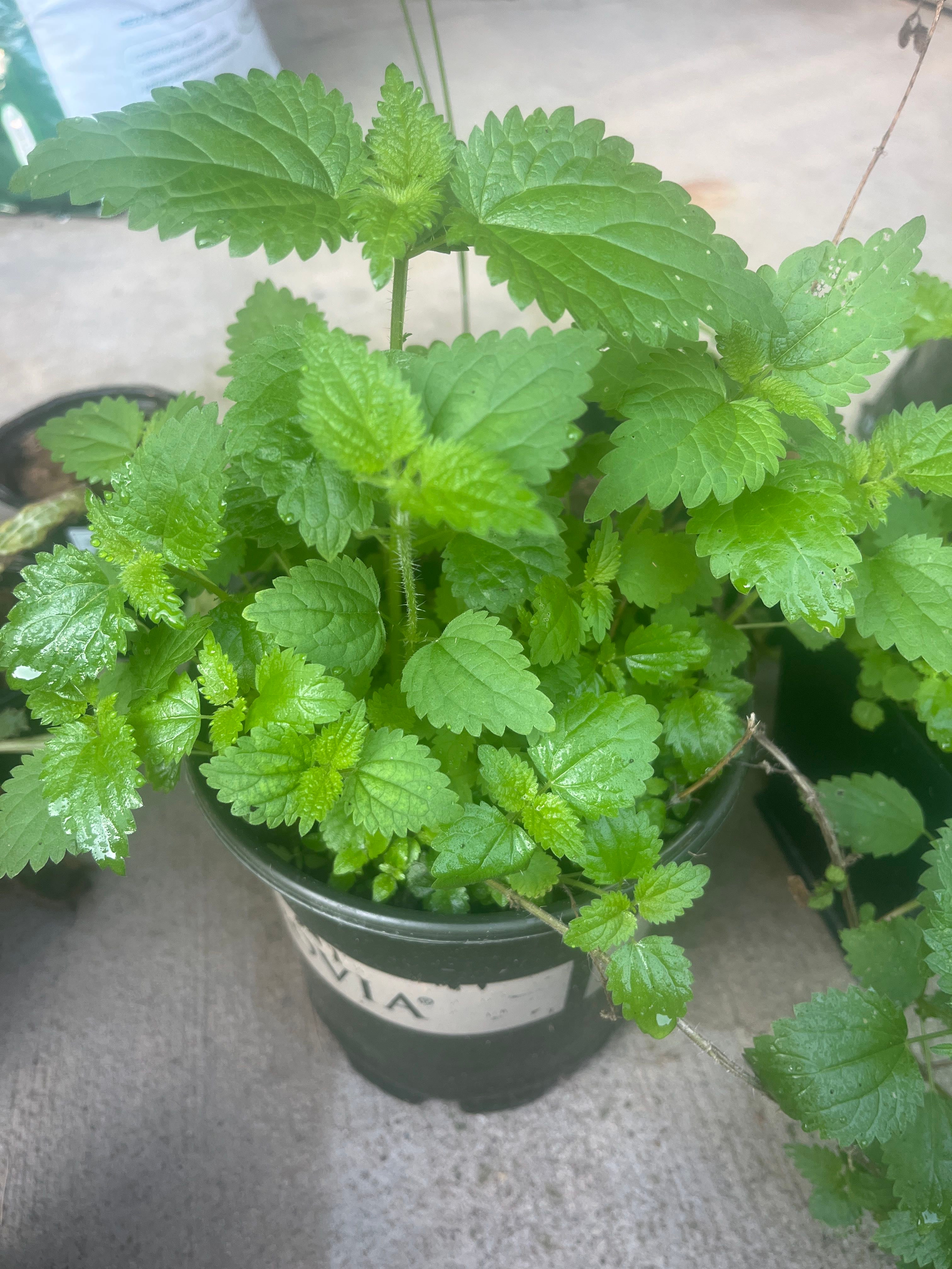 ⚠️ 7 Facts About Stinging Nettle Lifecycle