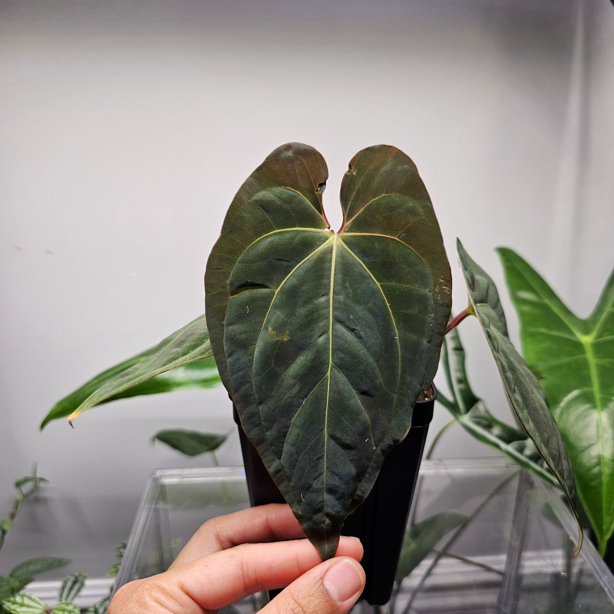 Anthurium besseae aff. Plant Care: Water, Light, Nutrients | Greg App 🌱