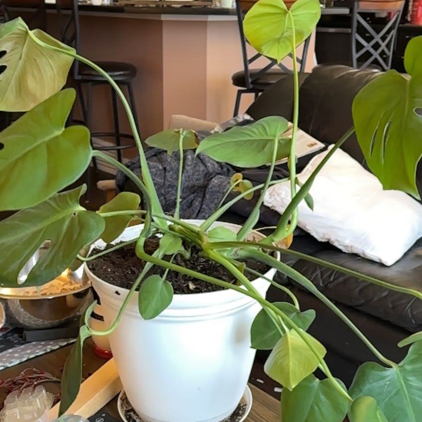 Marley | A plant by @UltraKanna on Greg