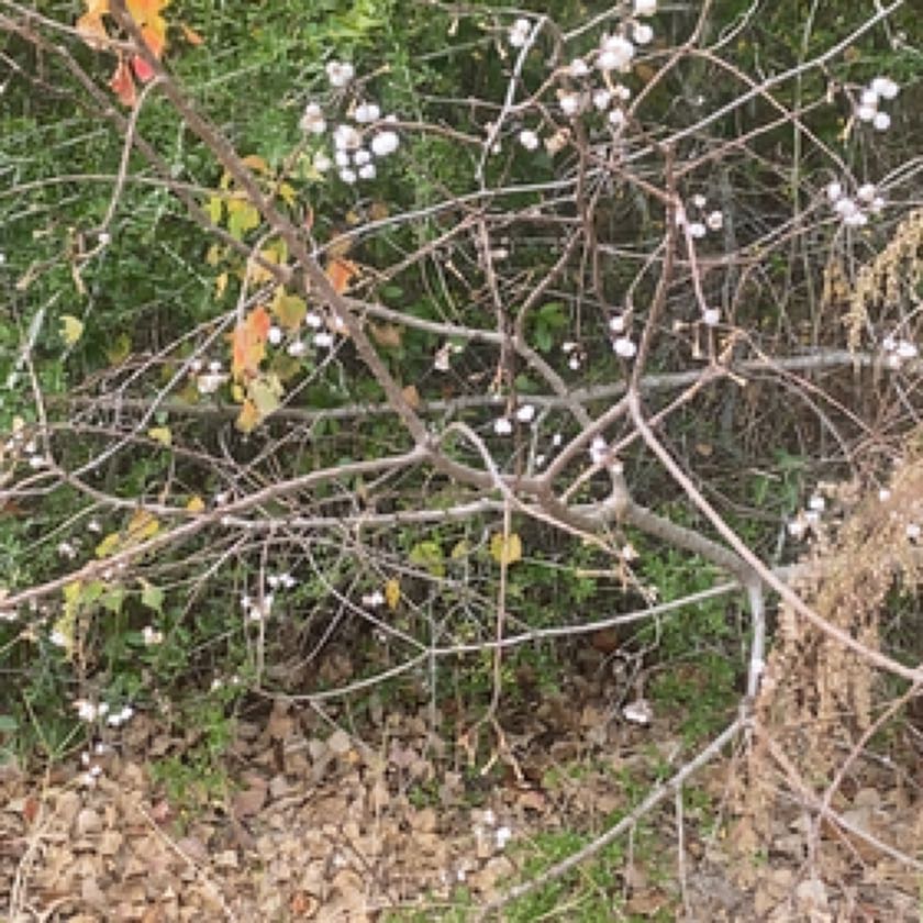 The Complete almond tree Plant Care Guide: Water, Light & Beyond