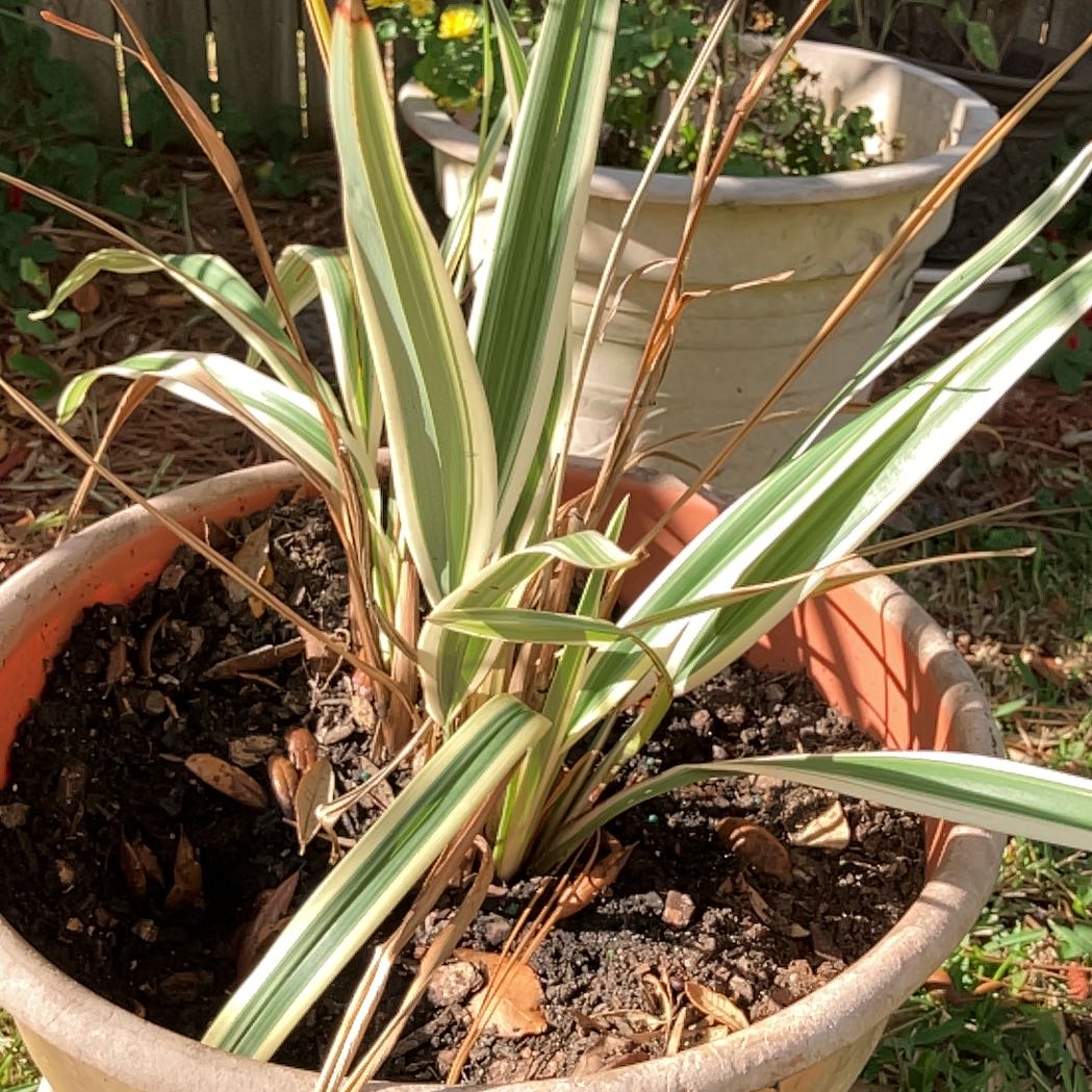 Propagating Tasmanian Flax-Lily: The Ultimate Guide