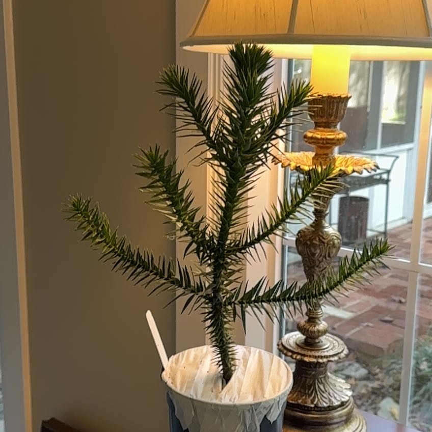 🐒 Monkey Puzzle Tree Fertilizer: How and When to Use It