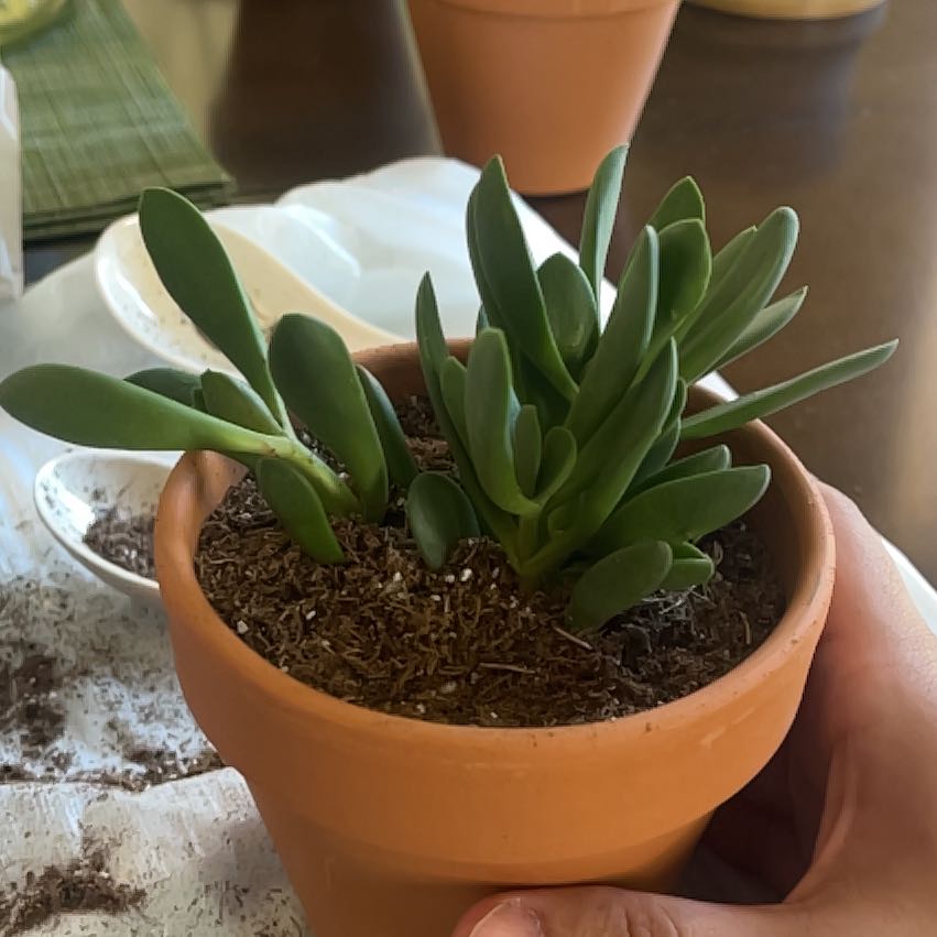 Assorted Crassula Plant Care: Water, Light, Nutrients | Greg App 🌱