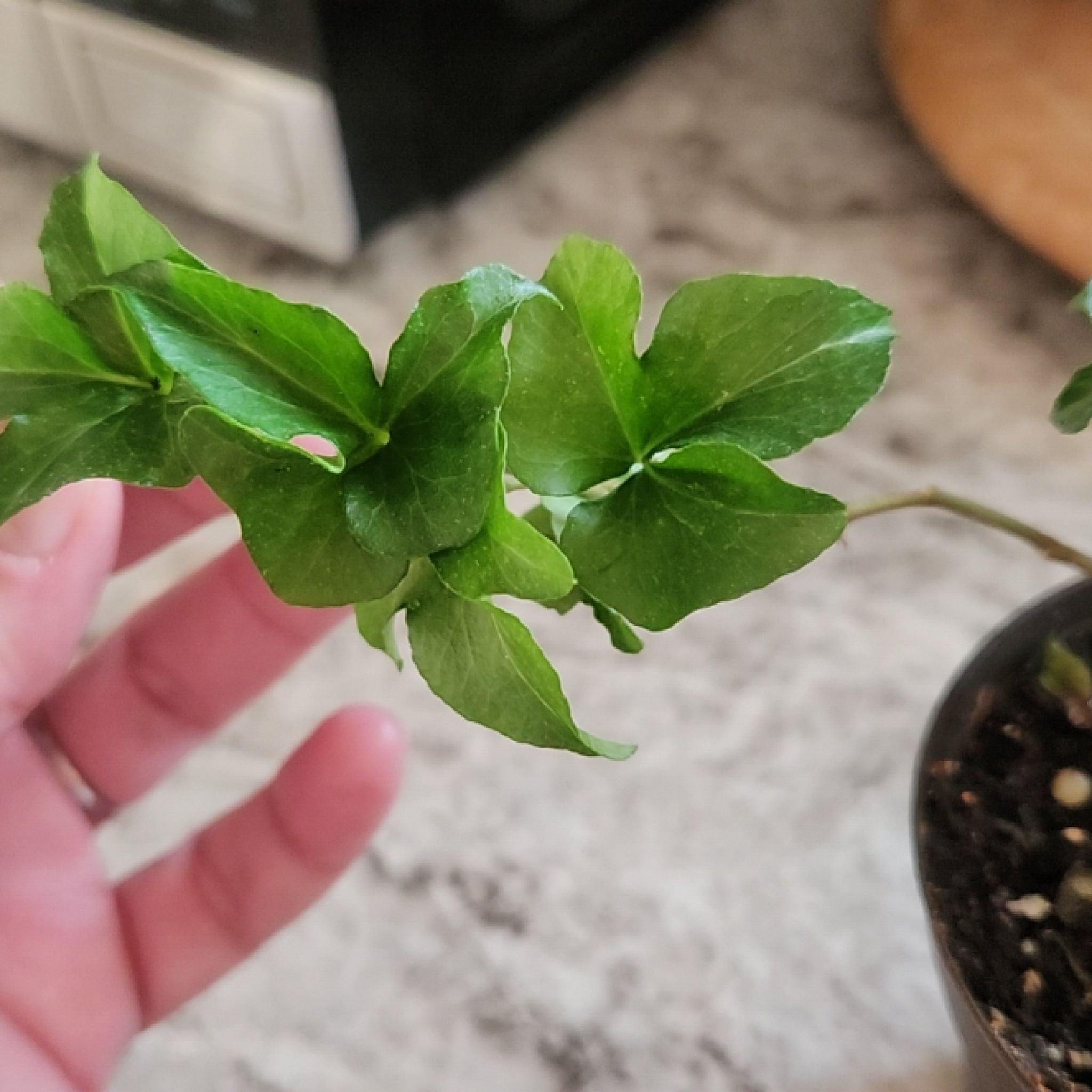 Marley | A plant by @LadySapote on Greg