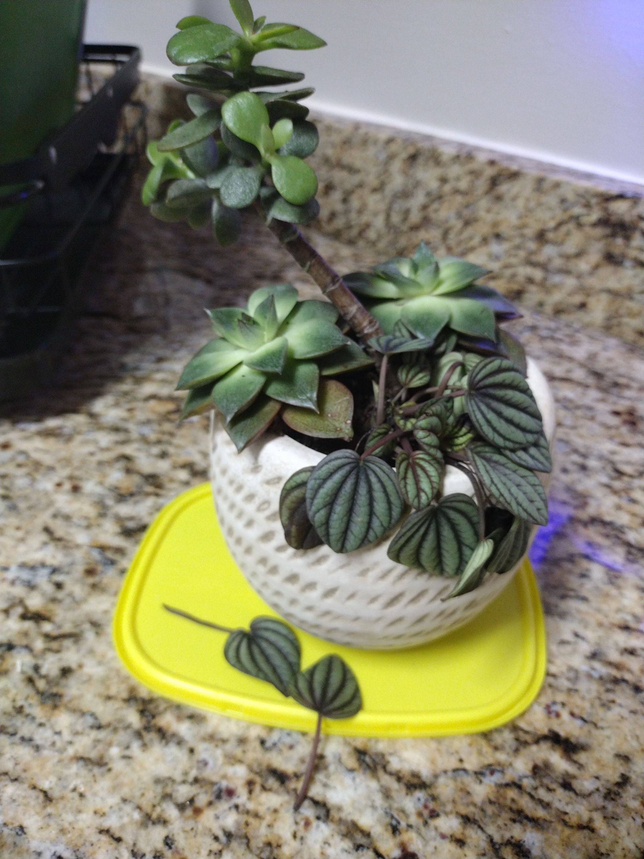 Emerald Ripple Peperomia Care 101: Water, Light & Growing Tips