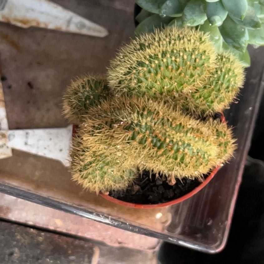 Nemo | A plant by @CrispSpurflower on Greg