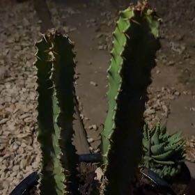 The Complete Euphorbia ingens 'Chocolate Drop' Plant Care Guide: Water ...