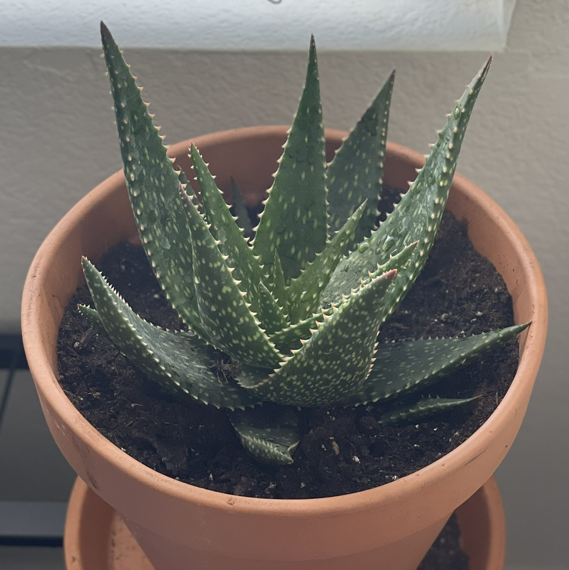 Aloe 'Apache' Plant Care: Water, Light, Nutrients | Greg App 🌱
