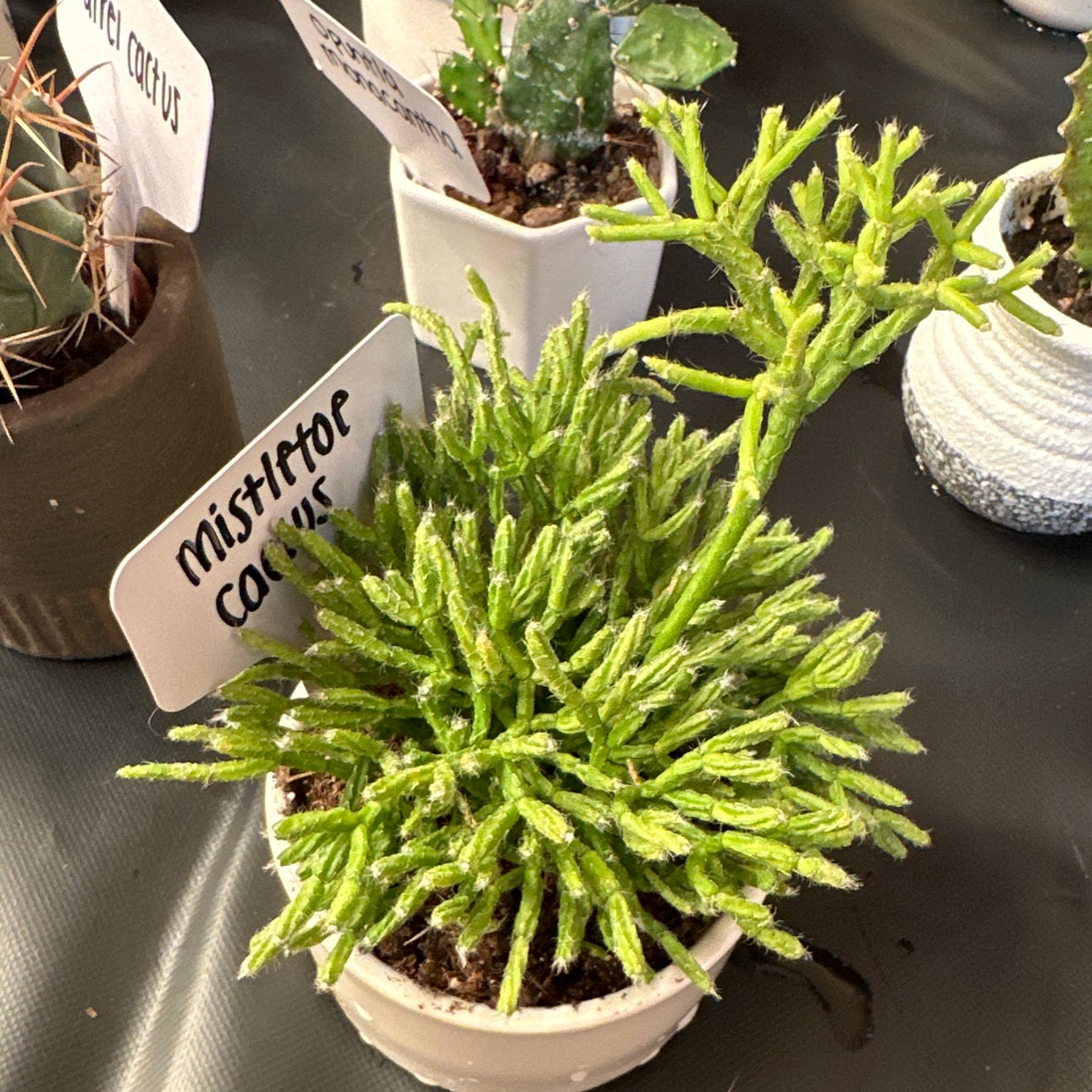 How to Care for Mistletoe Cactus: Mastering Water, Sunlight & More