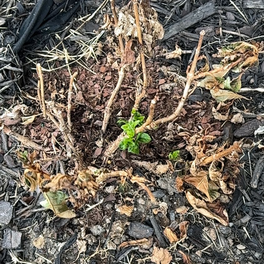 Leaf Erickson | A plant by @HeraldedHautree on Greg
