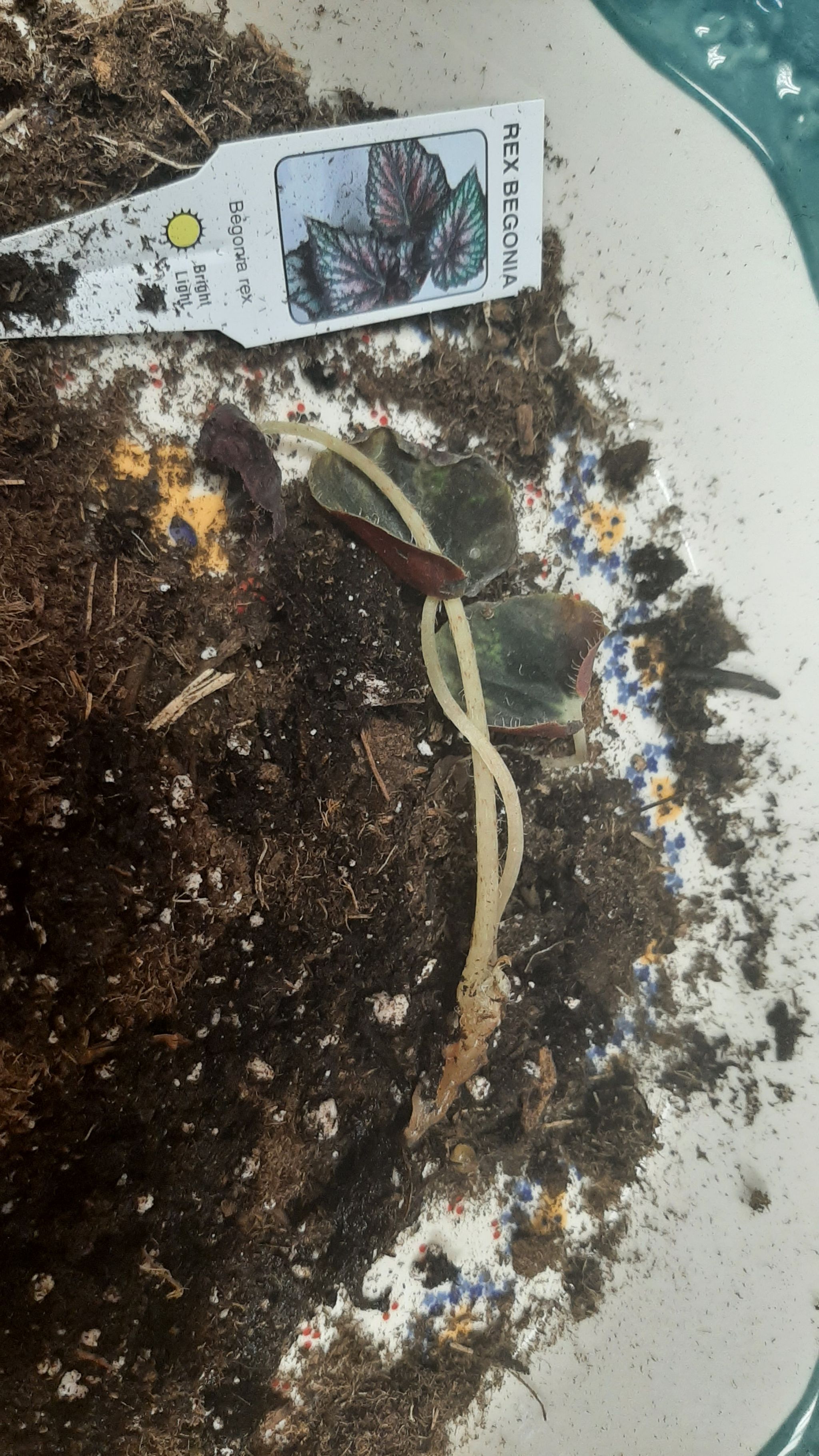 Fuchsia Begonia 'Rose' Care 101: Water, Light & Growing Tips