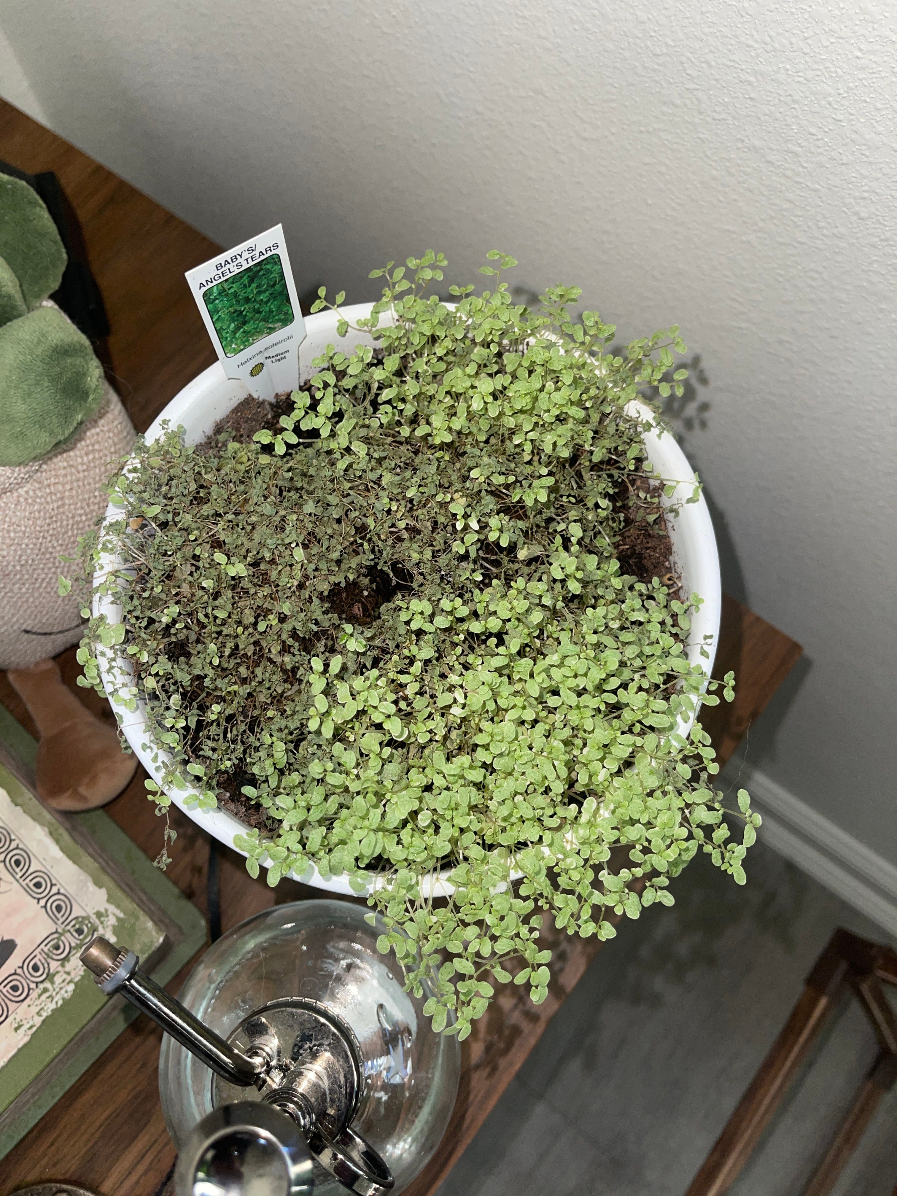 The Complete Baby's Tears Plant Care Guide: Water, Light & Beyond