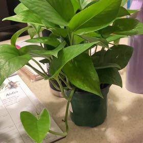 Captain Plant-it | A plant by @LeisuredMaypop on Greg