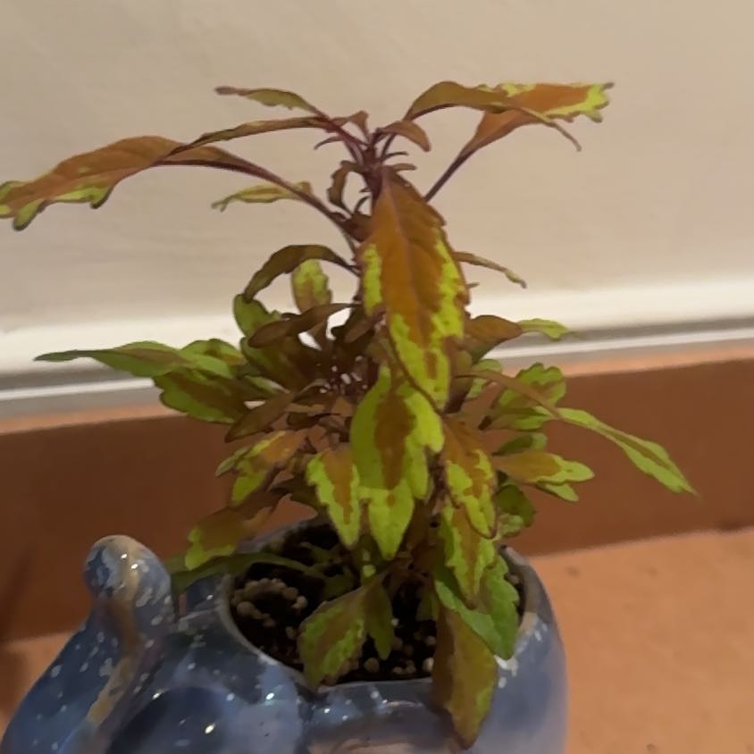 FlameThrower™ Salsa Verde Coleus Plant Care: Water, Light, Nutrients ...