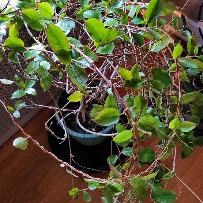 Huckleberry Fern | A plant by @JollyLavaranos on Greg
