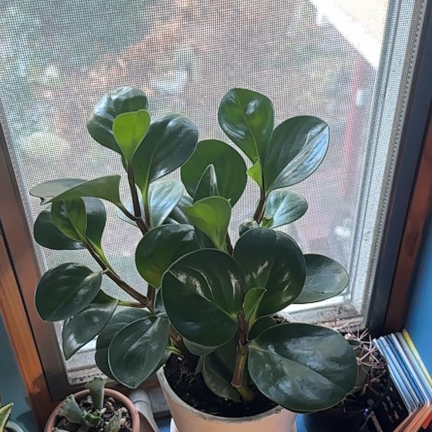 Rainier | A plant by @CalmingBigmuhly on Greg