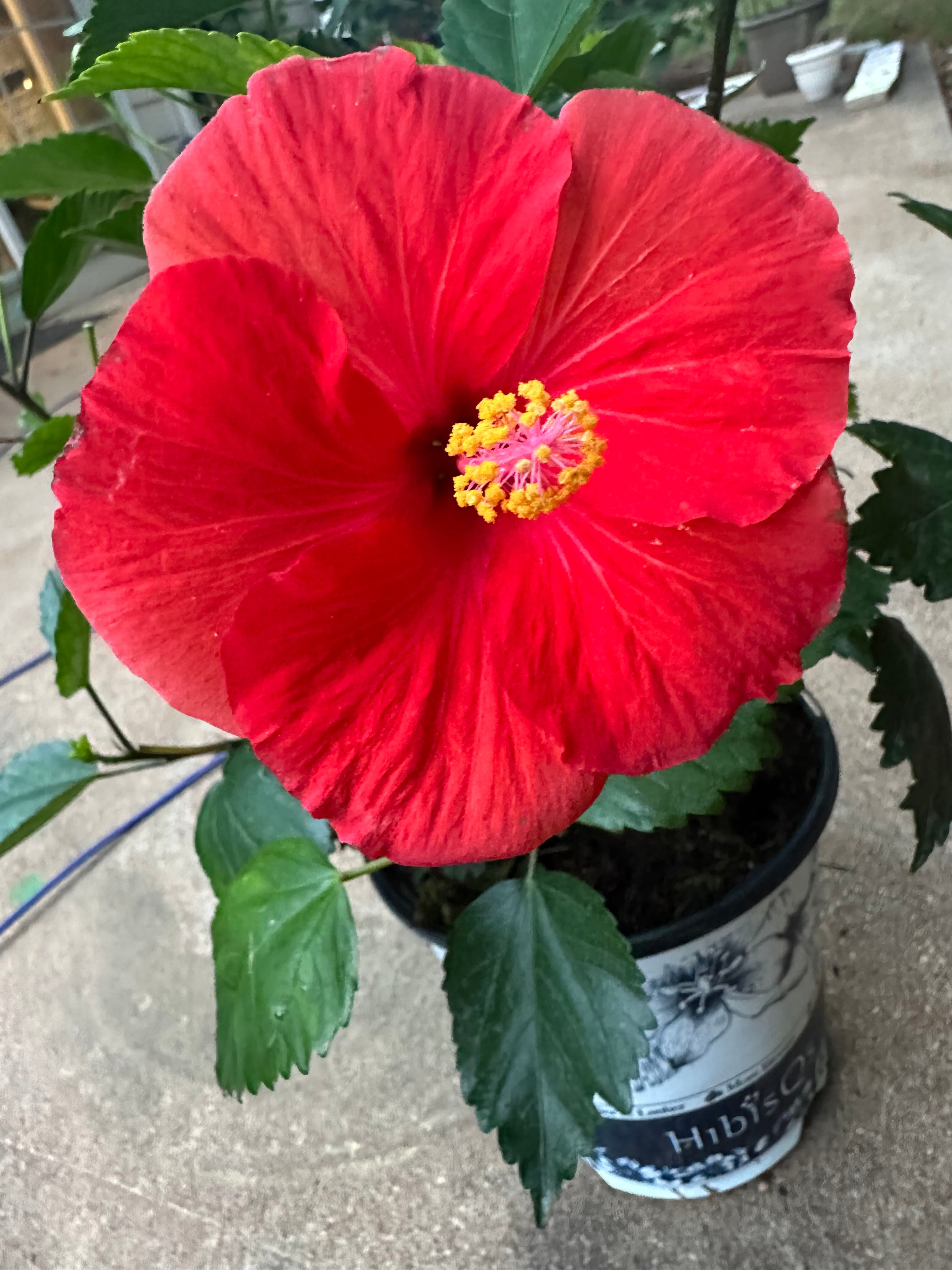 🌺 Dwarf Hibiscus Varieties that Belong in Your Garden